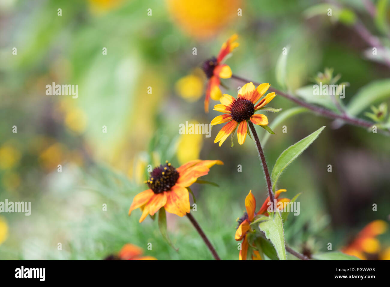 Rudbeckia triloba hi-res stock photography and images - Alamy