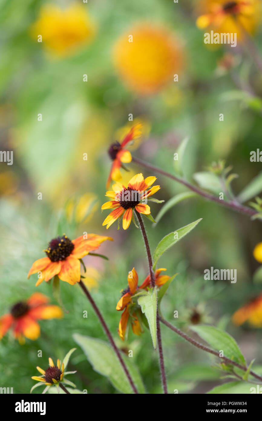 Rudbeckia triloba hi-res stock photography and images - Alamy