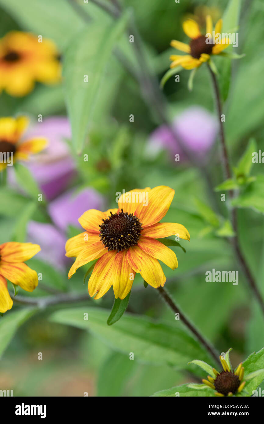 Rudbeckia Triloba 'Prairie glow’ flowers. Prairie Glow Brown-Eyed Susan ...