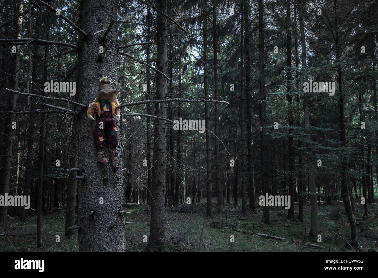 Sinister and dark forest and a shabby scarecrow, sitting in a tree ...