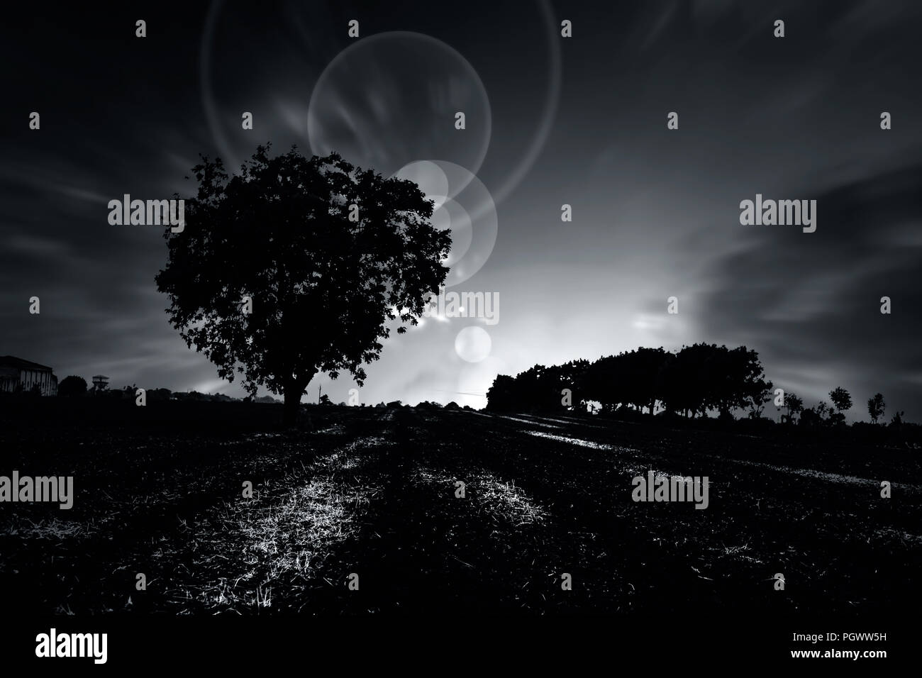 The Solitary tree. concept of loneliness Stock Photo - Alamy