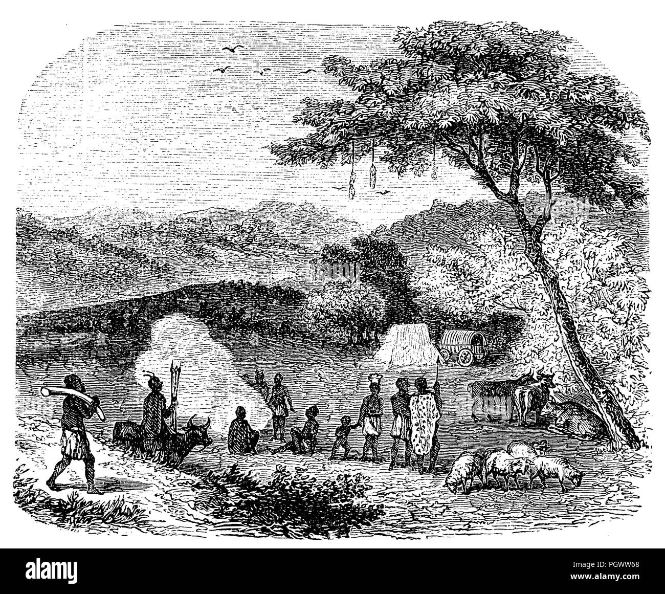 Kaffer hi-res stock photography and images - Alamy