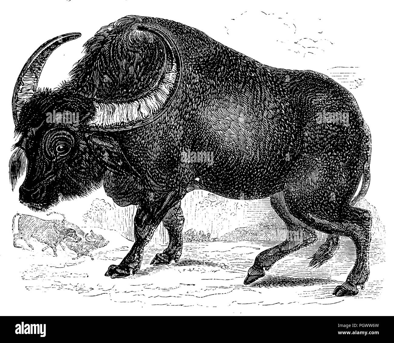 Afrique afrique africain africain africain africain hi-res stock ...