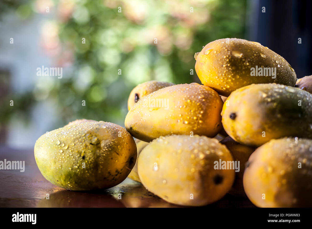 Raw organic bright orange colored common mango or Indian mango or ...