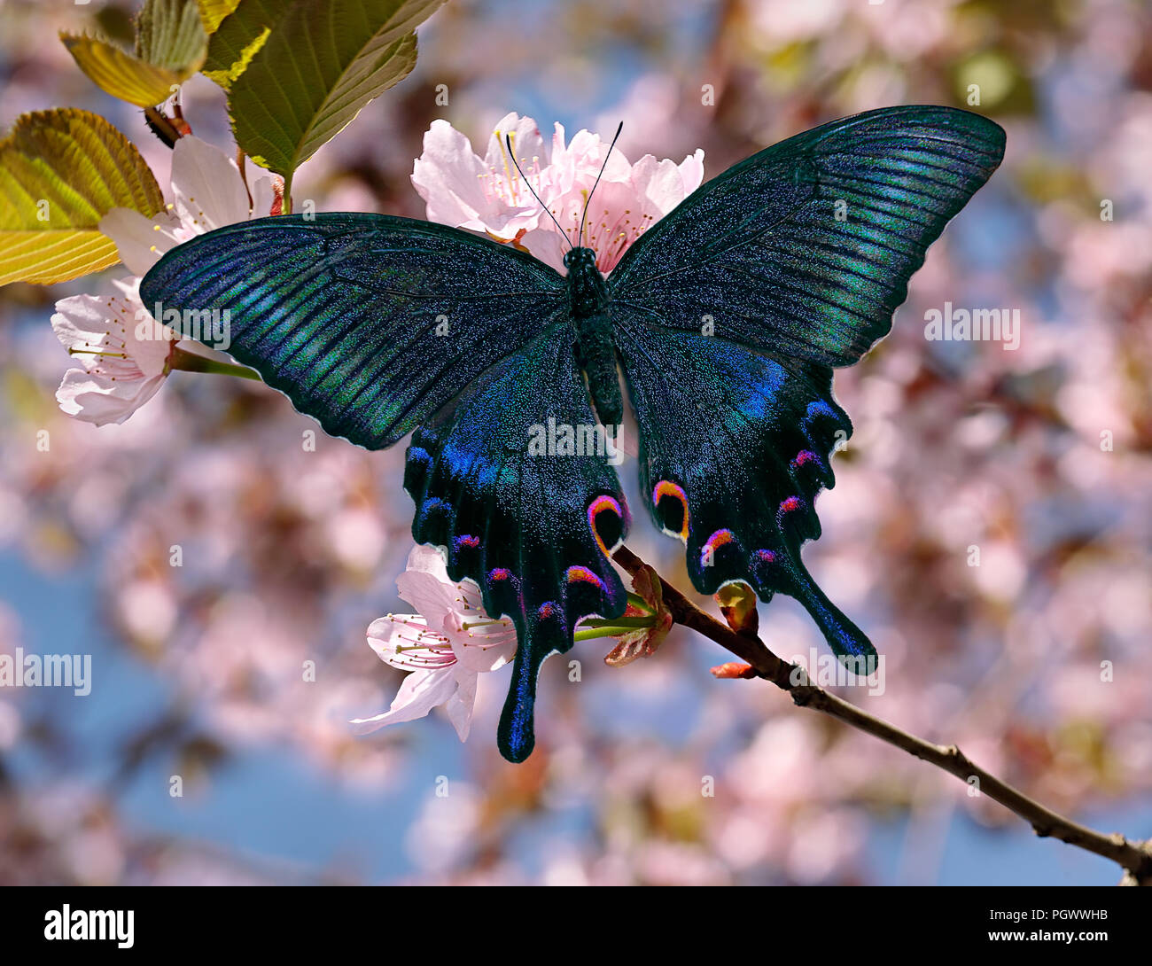 Swallowtail papilio maackii butterfly hi-res stock photography and ...