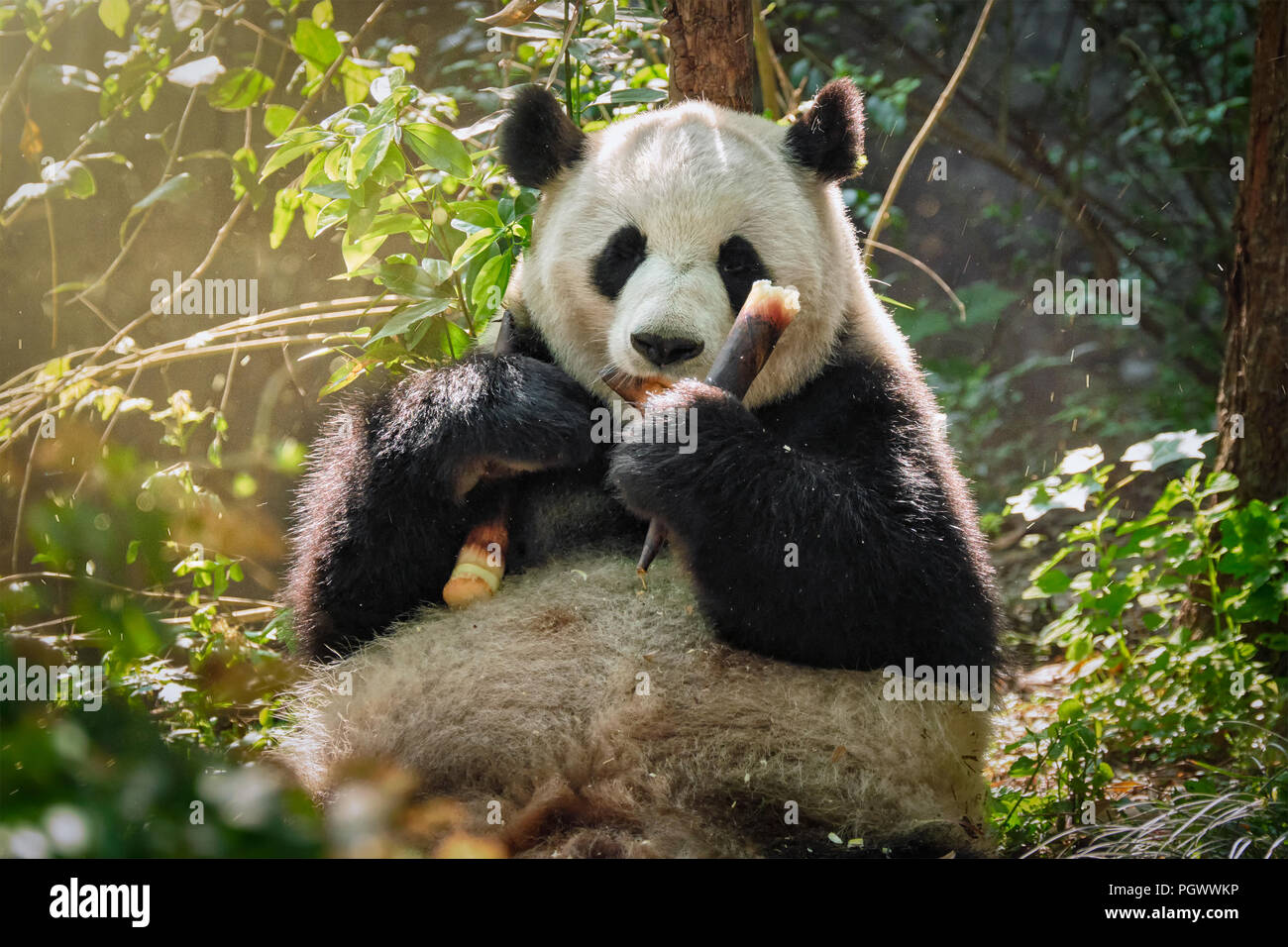 Giant panda bear in China Stock Photo - Alamy