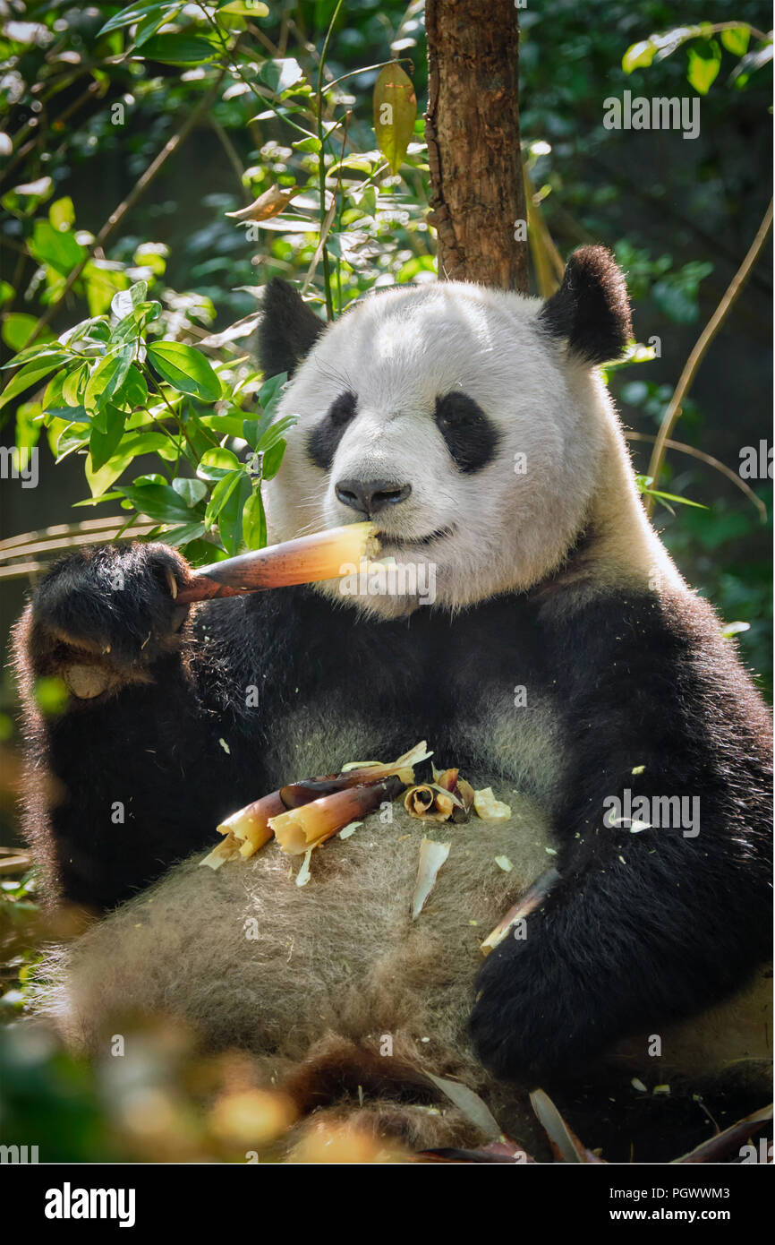Giant panda bear in China Stock Photo - Alamy