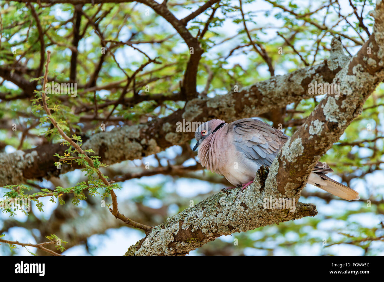 Wild African mourning dove or Streptopelia decipiens Stock Photo - Alamy