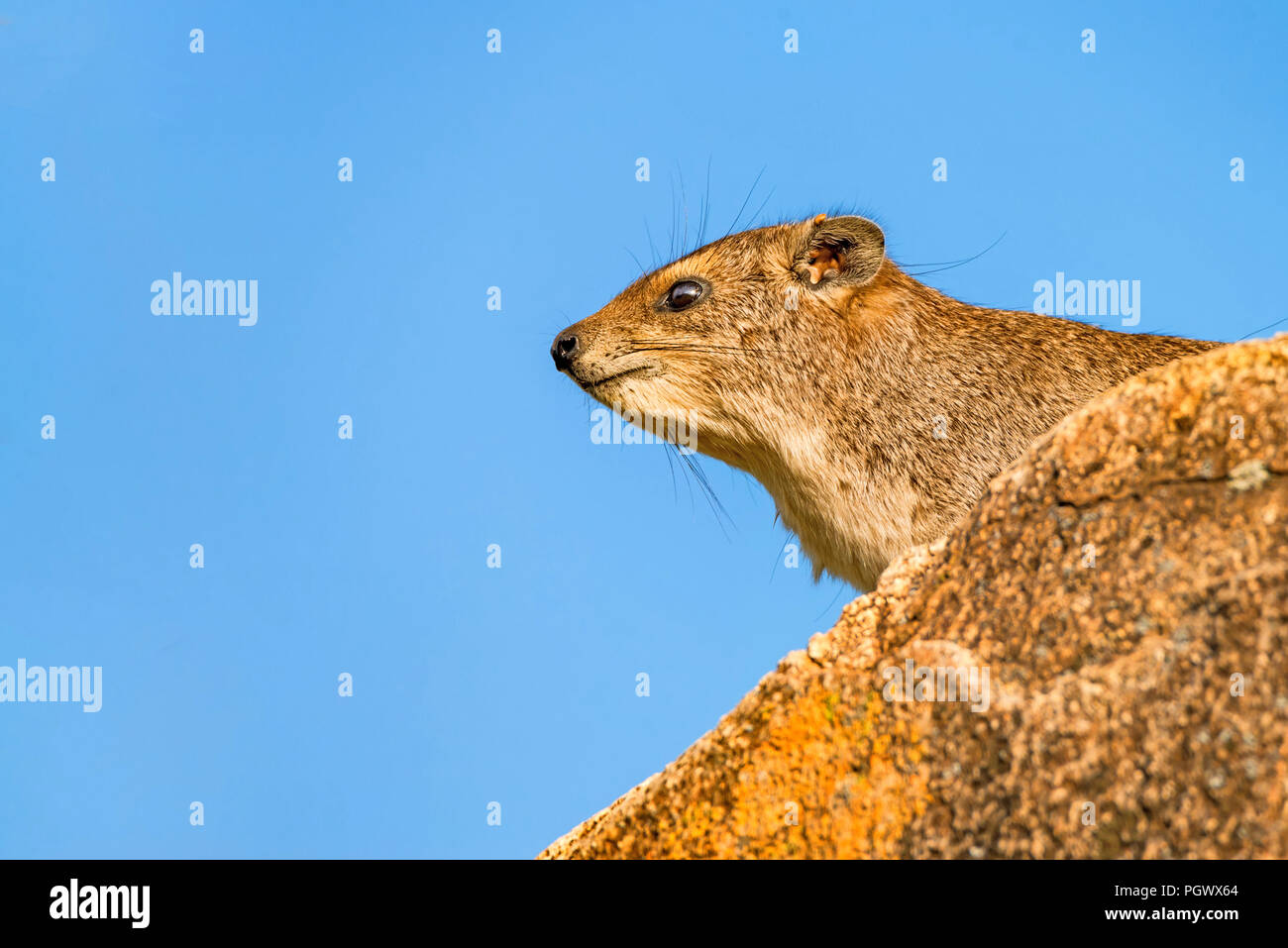 Cautious Animals High Resolution Stock Photography and Images - Alamy