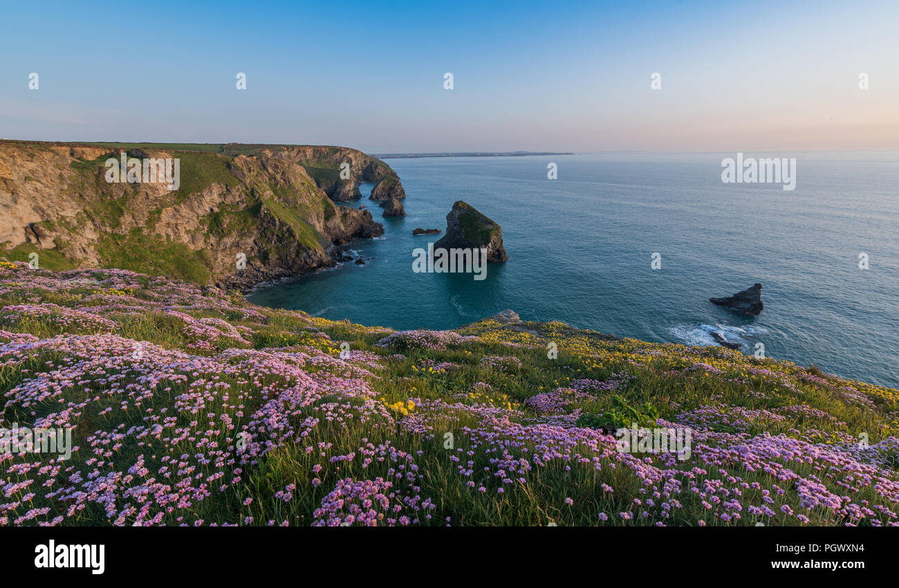 Wildflowers seascape, Cornwall Stock Photo - Alamy