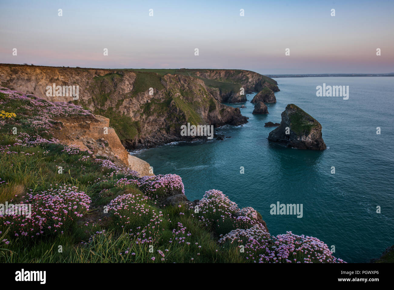 Wildflowers seascape, Cornwall Stock Photo - Alamy