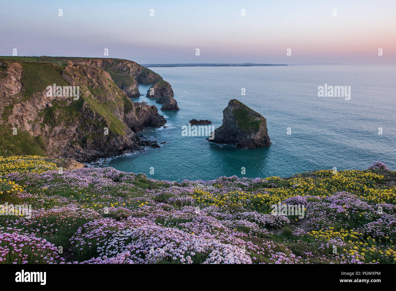 Wildflowers seascape, Cornwall Stock Photo - Alamy
