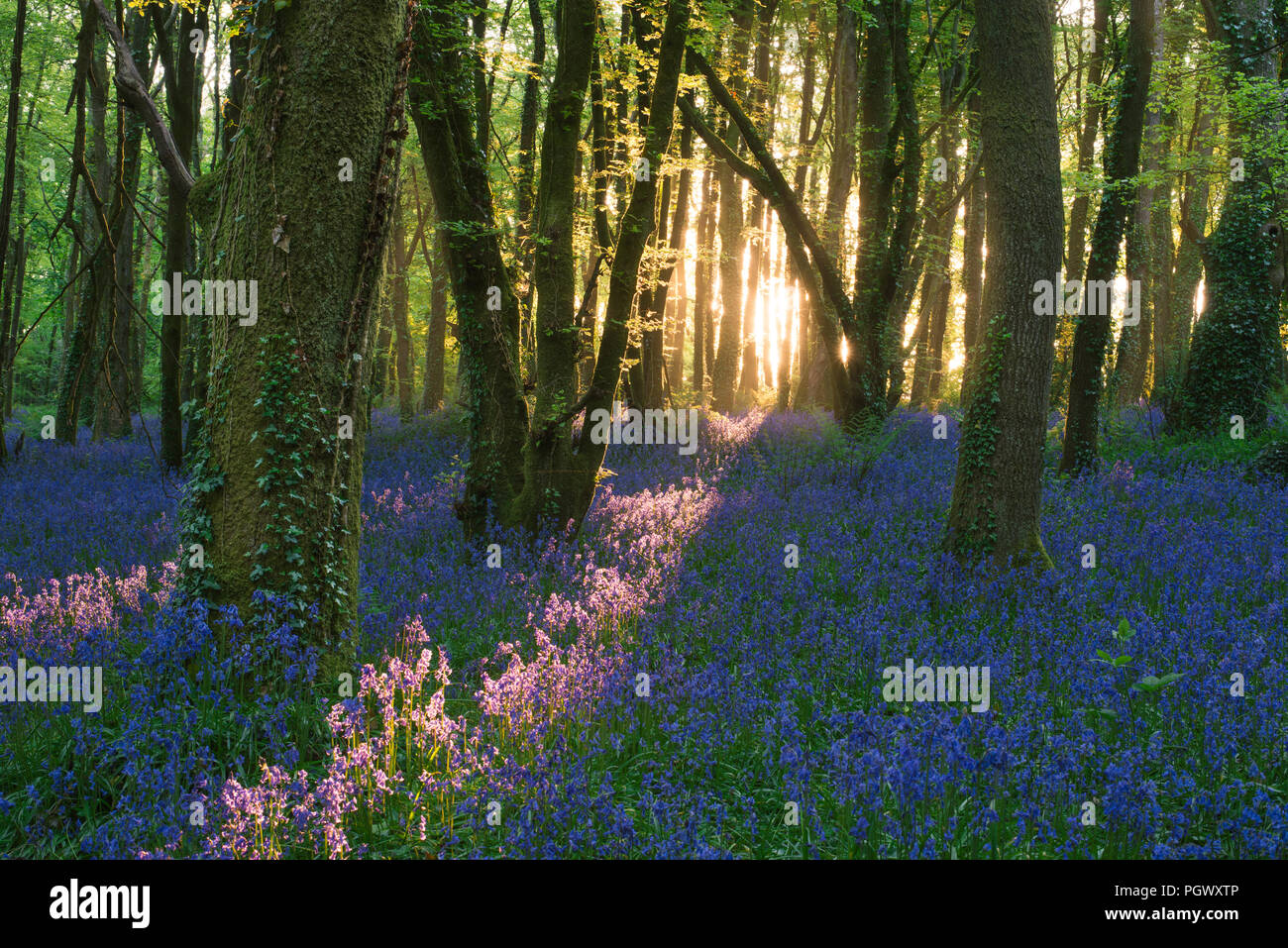 Bluebells in forest, Cornwall, UK Stock Photo - Alamy