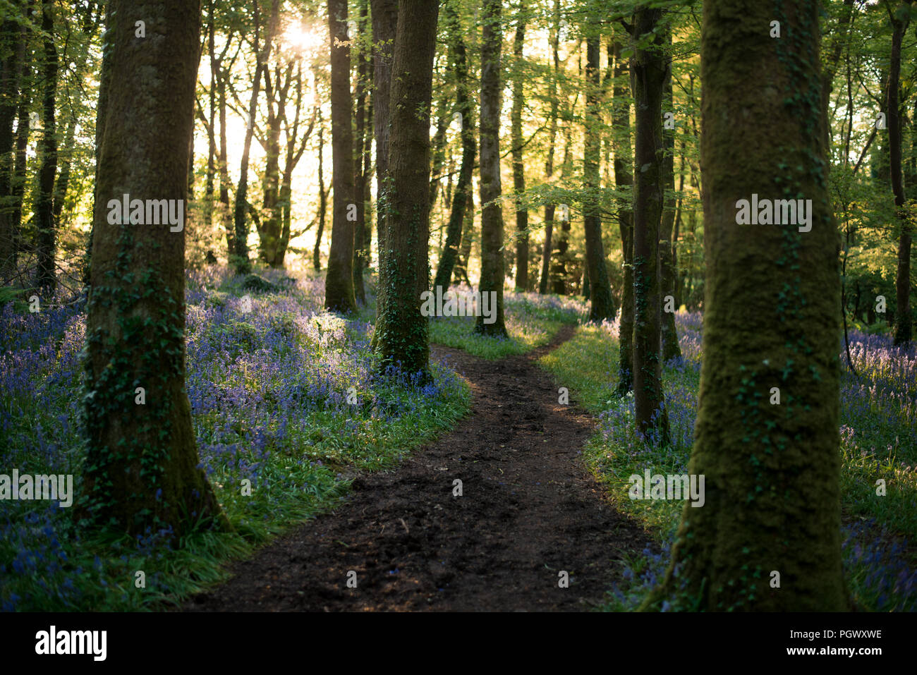 Bluebells in forest, Cornwall, UK Stock Photo - Alamy
