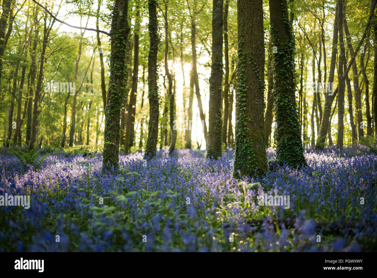 Bluebells in forest, Cornwall, UK Stock Photo - Alamy
