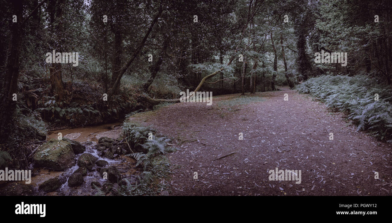 Clear in the forest with a stream moody style Stock Photo - Alamy