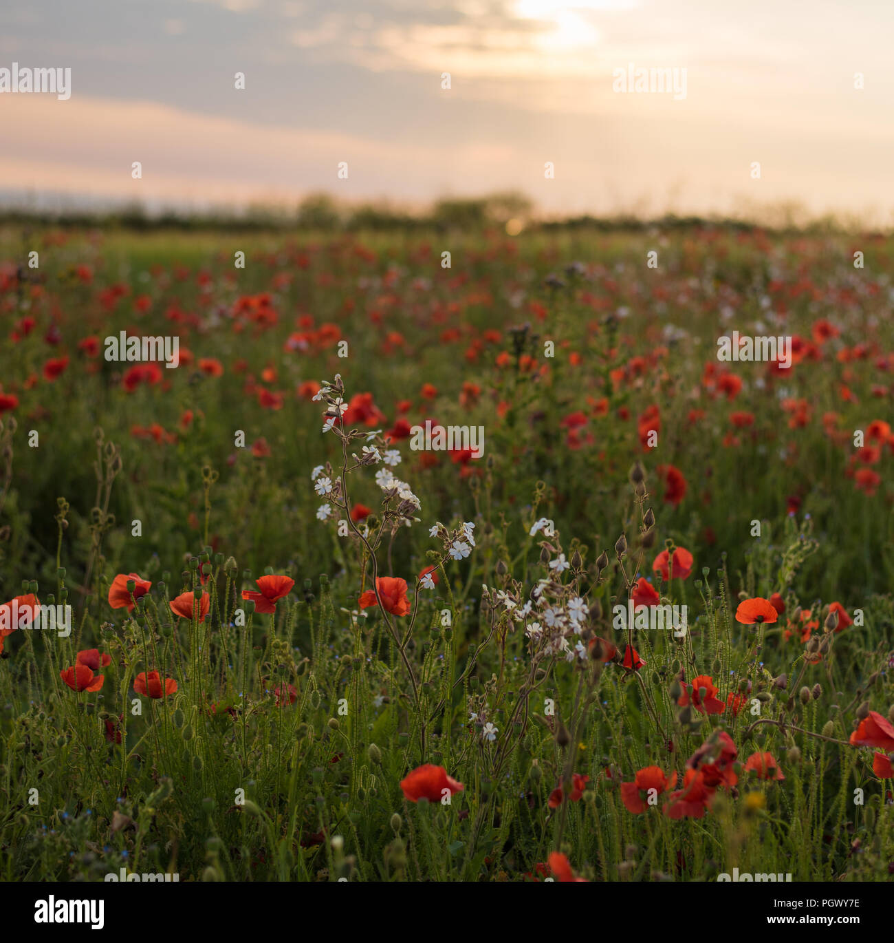Poppy field at sunset Stock Photo - Alamy