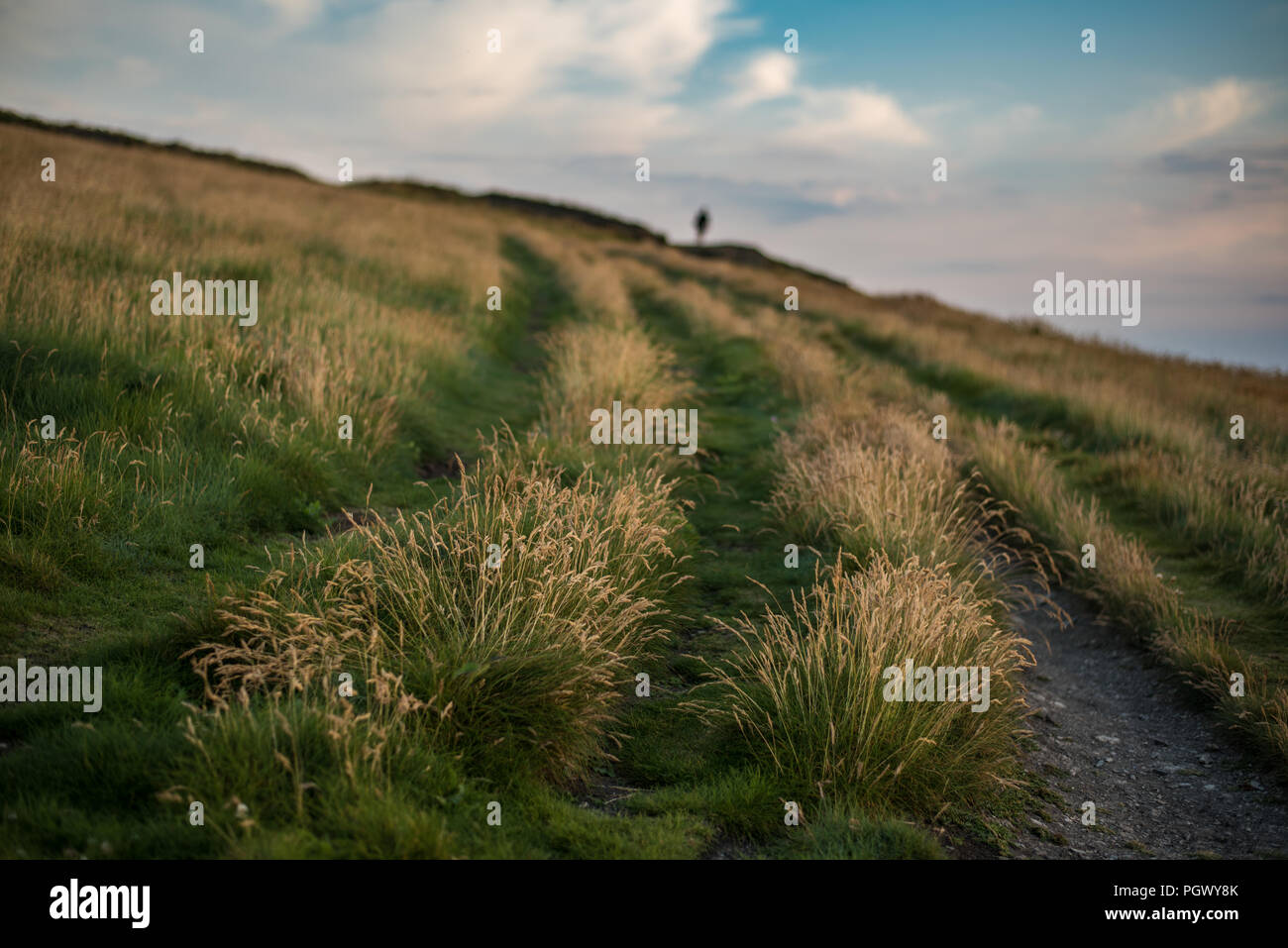 Field of yellow grass Stock Photo - Alamy