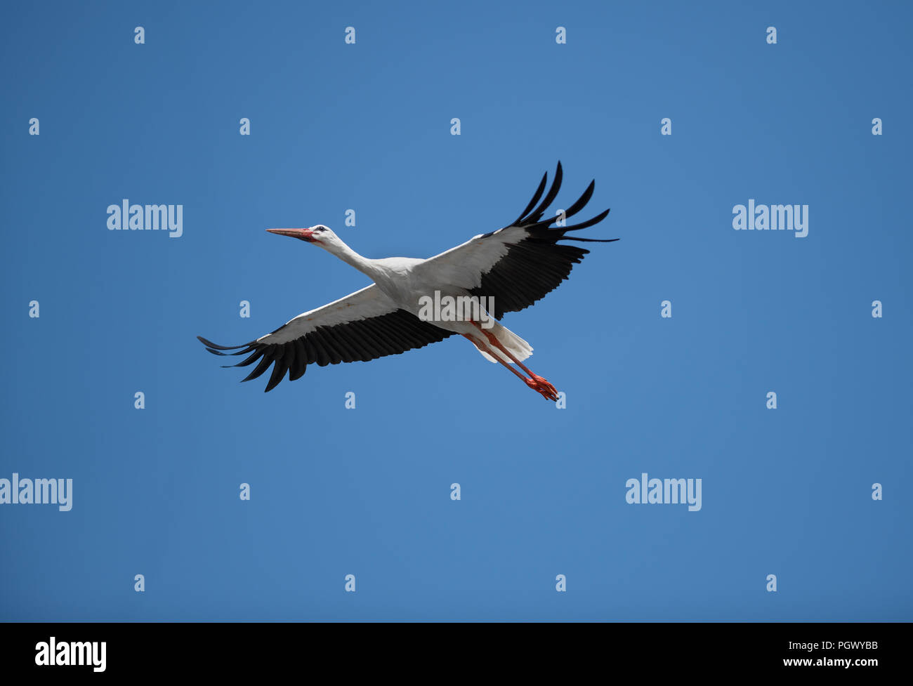 Stork in flight blue sky Stock Photo - Alamy