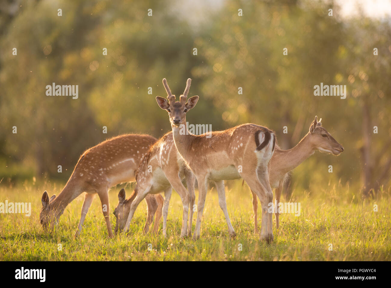 Impala and baby and sunset hi-res stock photography and images - Alamy
