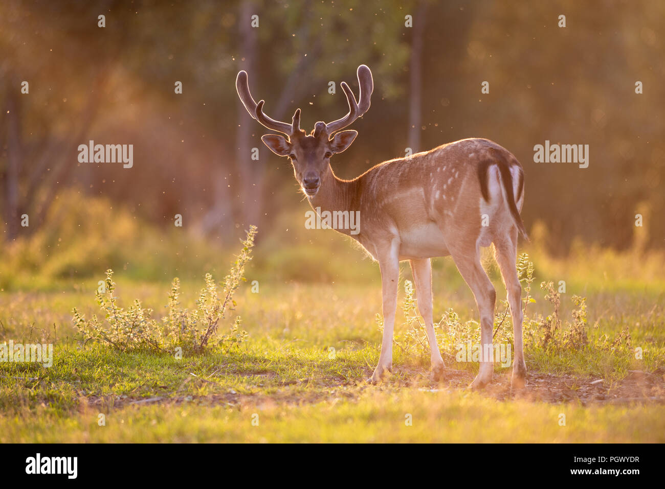Impala and baby and sunset hi-res stock photography and images - Alamy