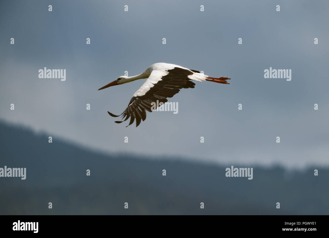 White stork in flight Stock Photo - Alamy