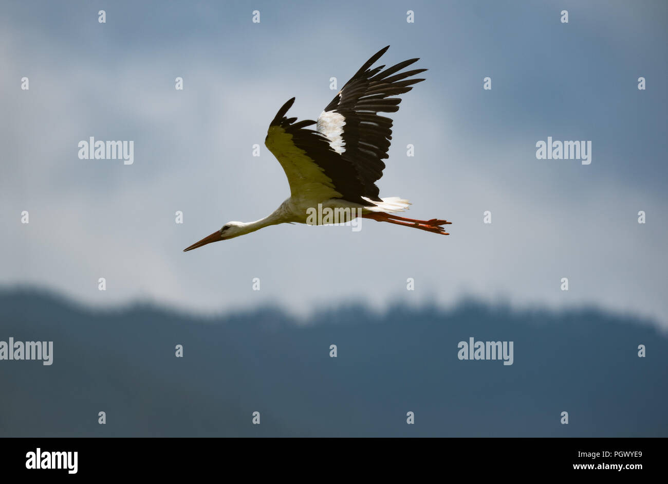 White stork in flight Stock Photo - Alamy