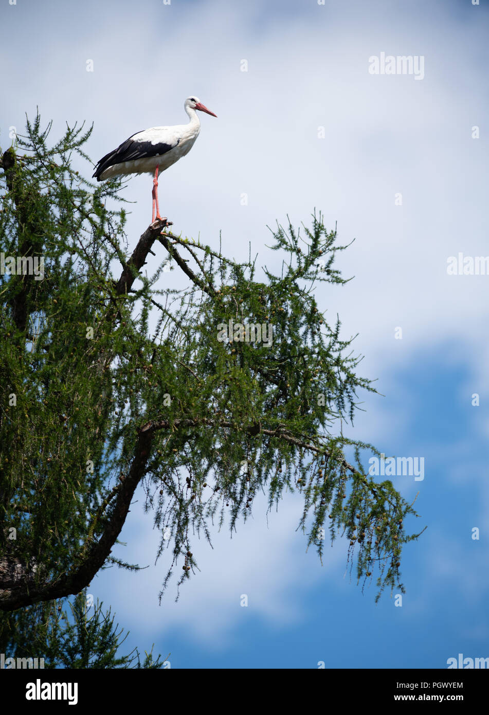 White Stork on a tree Stock Photo - Alamy
