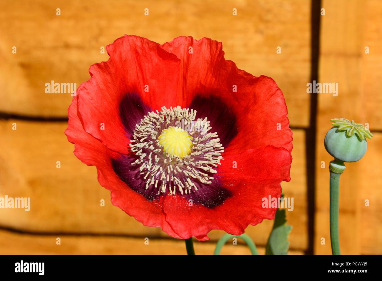 Opium poppy in full bloom hi-res stock photography and images - Alamy
