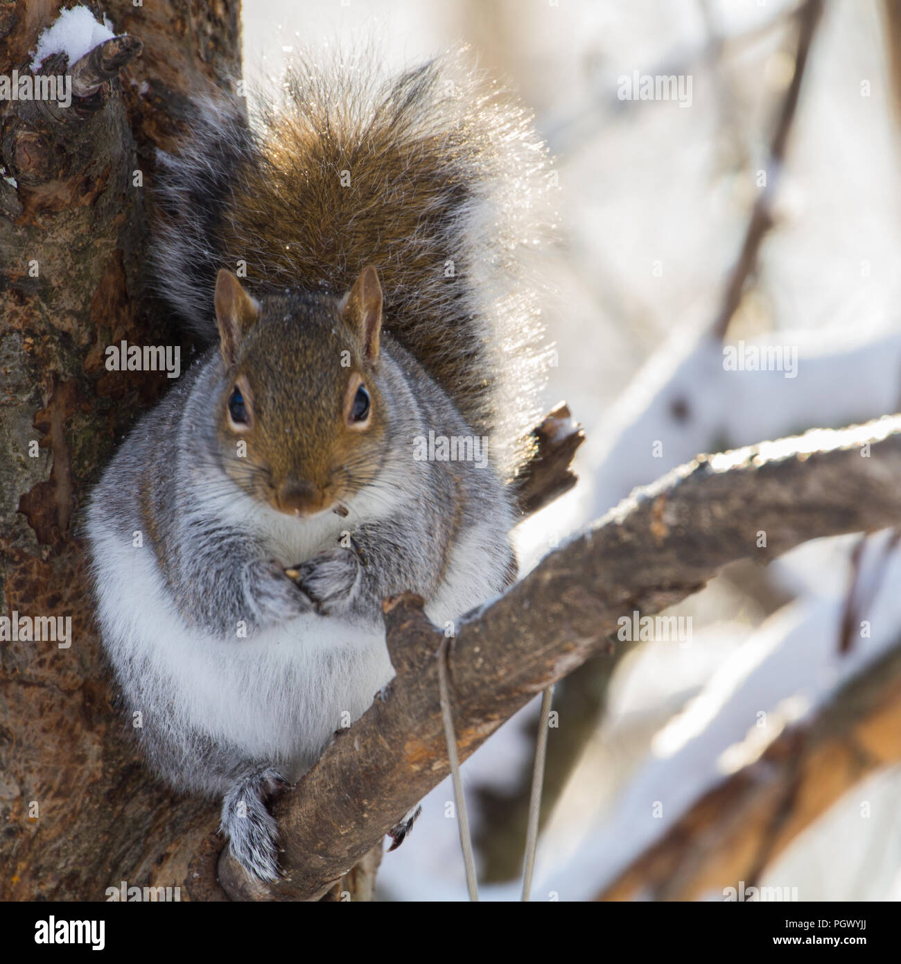 Chubby squirrel hi-res stock photography and images - Alamy