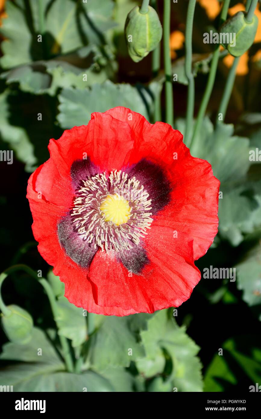 Red poppy in full bloom, England, UK Stock Photo - Alamy
