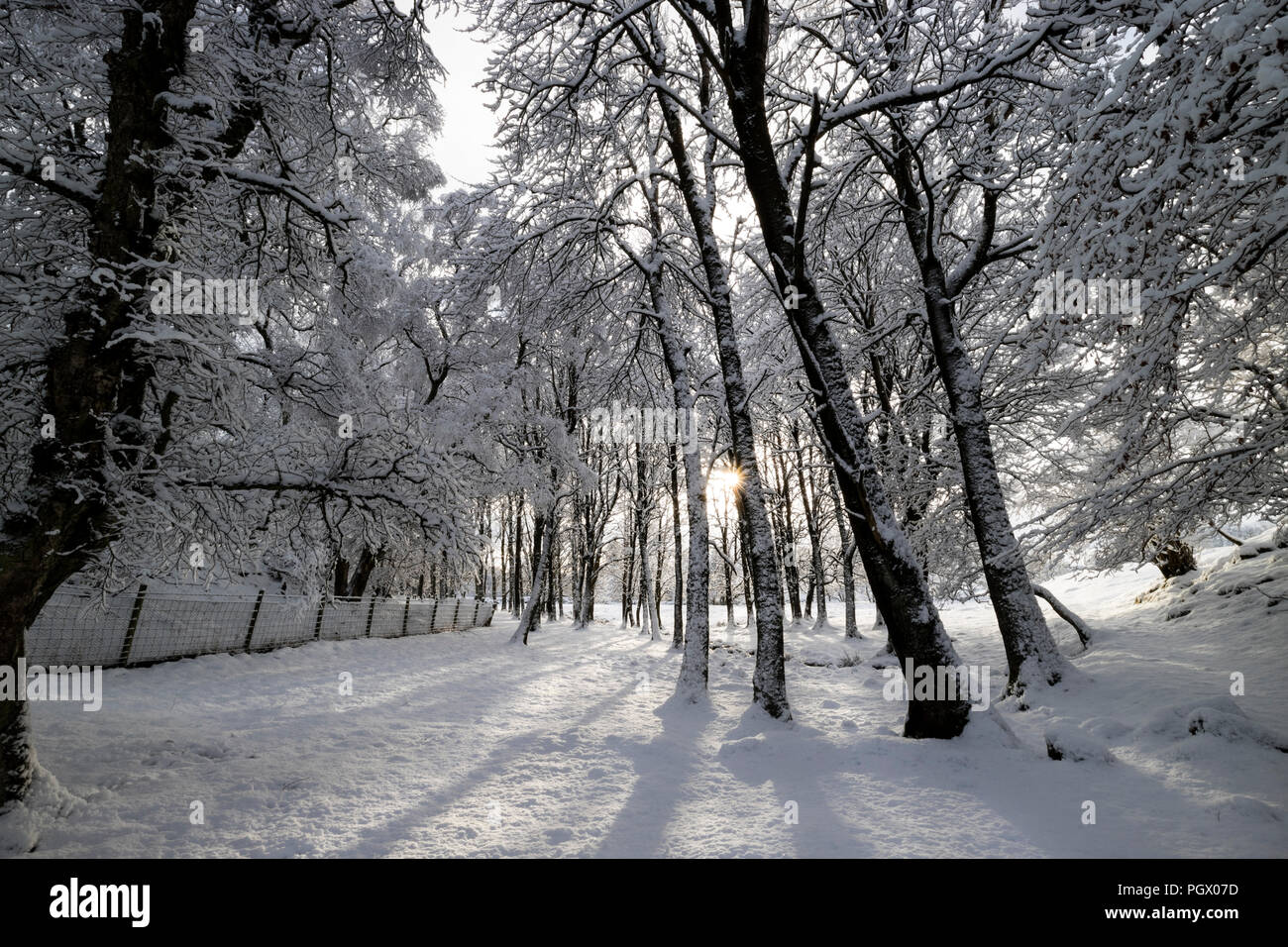 Beautiful winter woodland scene hi-res stock photography and images - Alamy