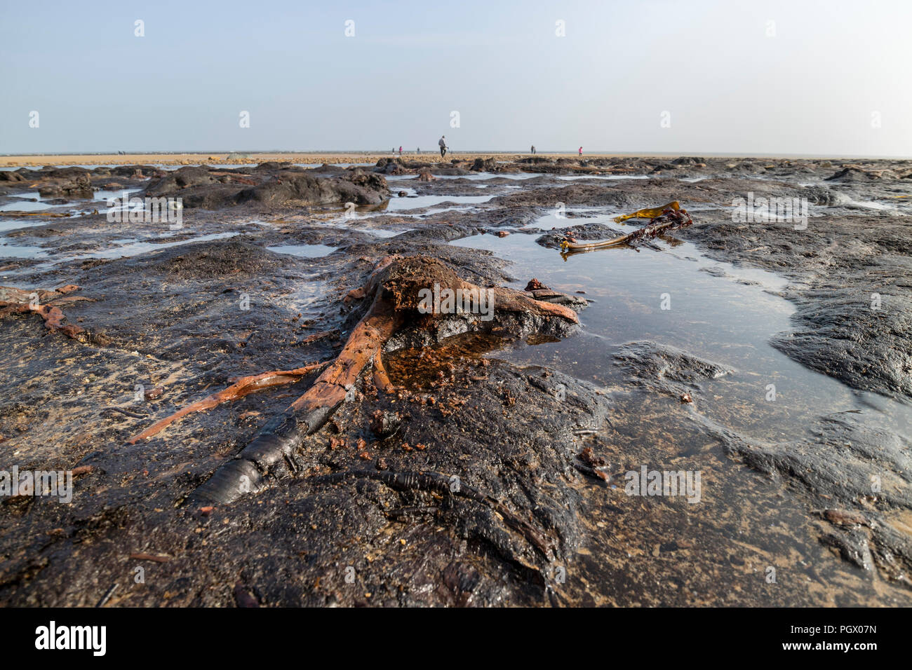 Petrified tree roots hi-res stock photography and images - Alamy