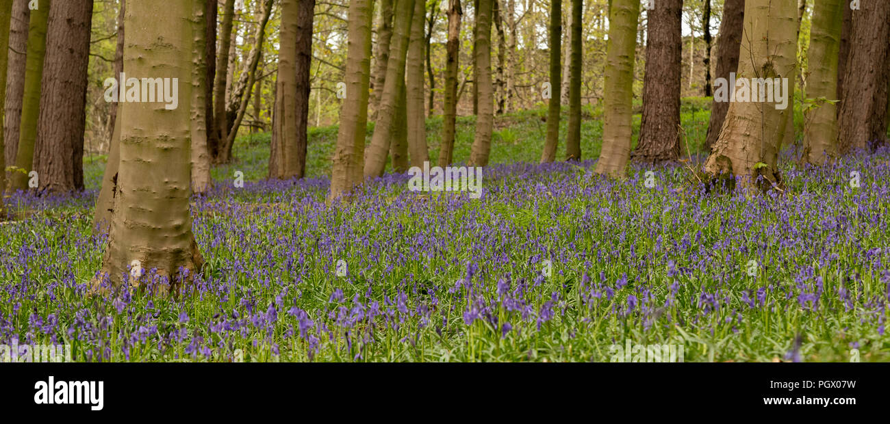 A panoramic view of English bluebell woods Stock Photo - Alamy