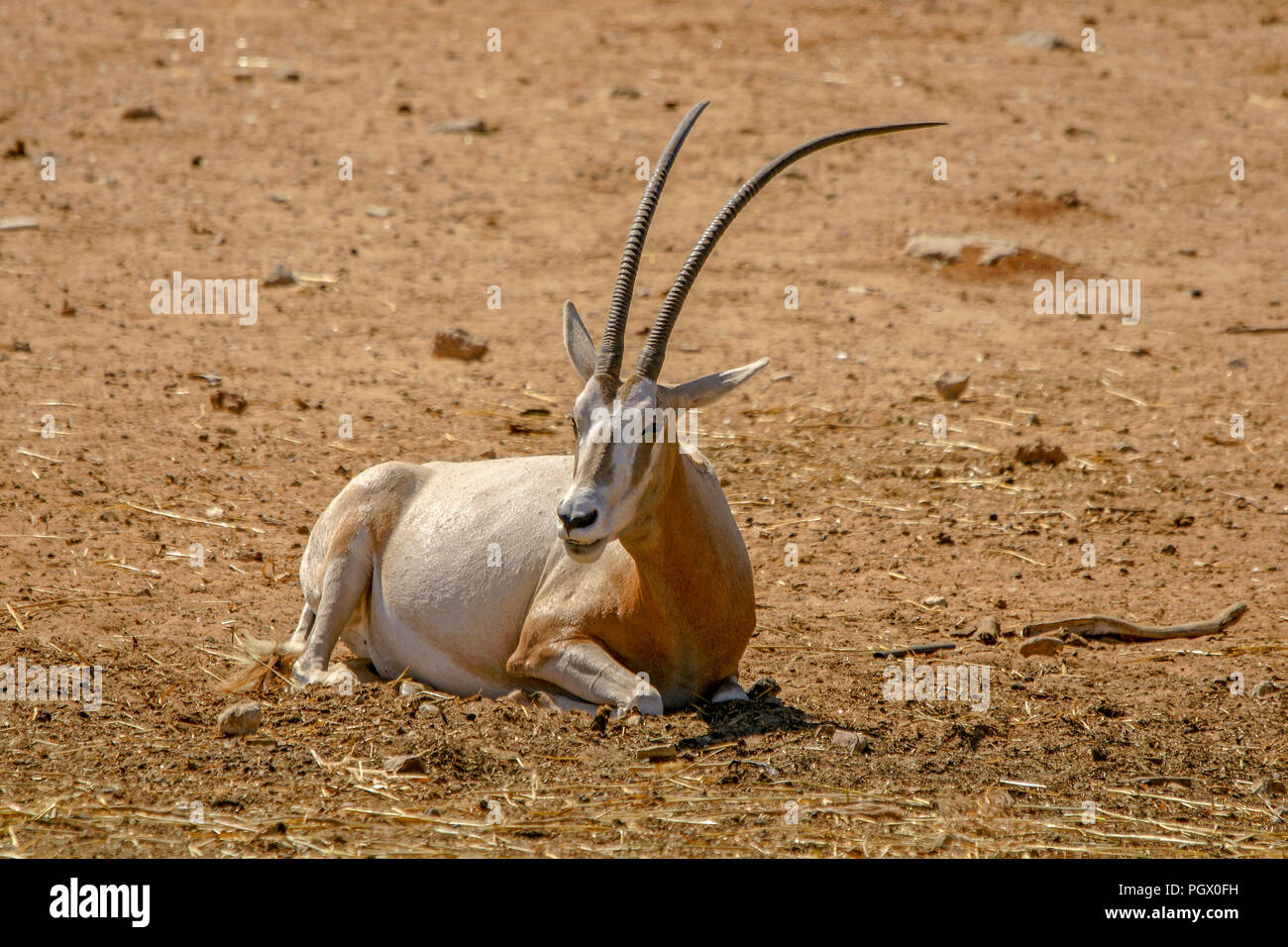 Arabian oryx or white oryx (Oryx leucoryx Stock Photo - Alamy