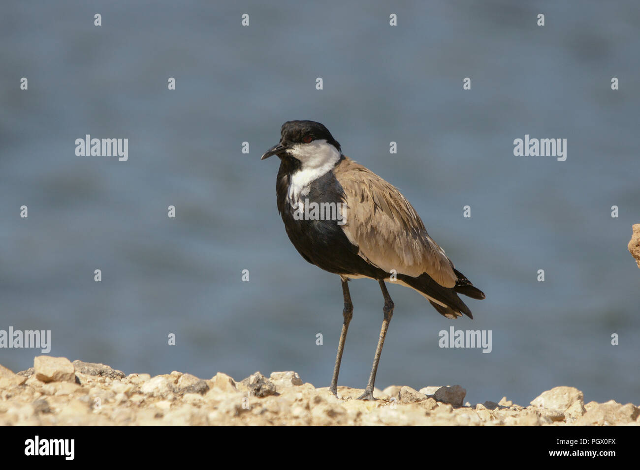 Spur-winged Lapwing (Vanellus spinosus) standing by the water ...