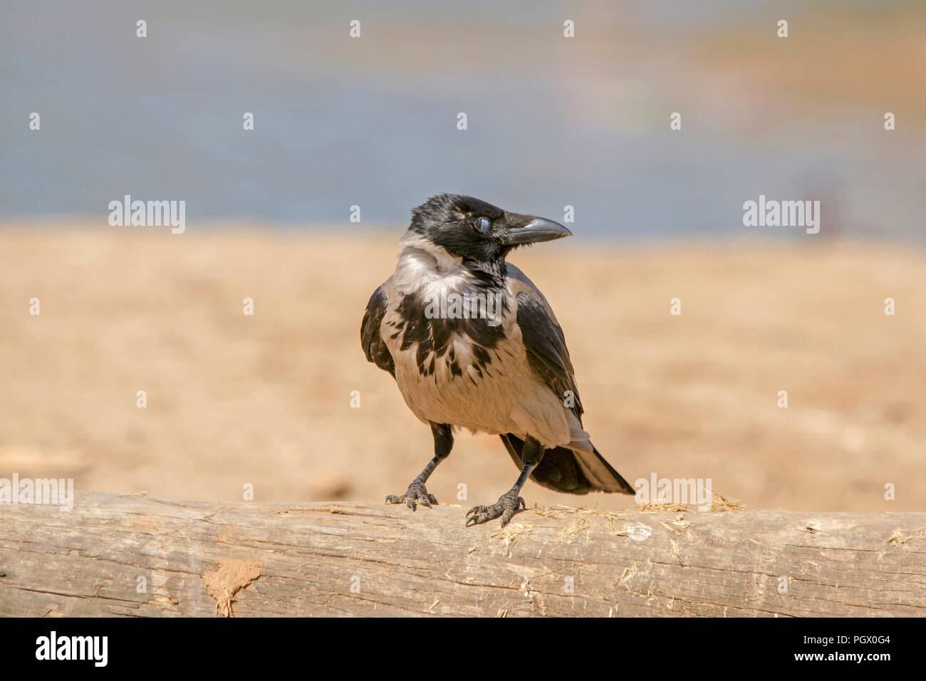 Hooded Crow (Corvus cornix) Photographed in Israel in January Stock ...