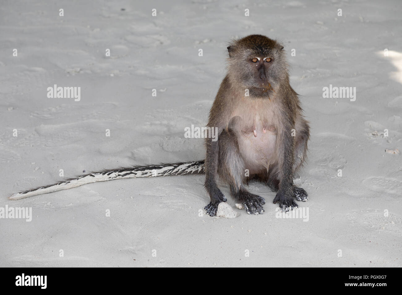 Monkey beach hi-res stock photography and images - Alamy