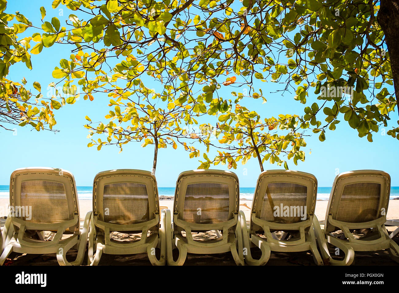 Five white chairs under a tree in front of the beach Stock Photo - Alamy