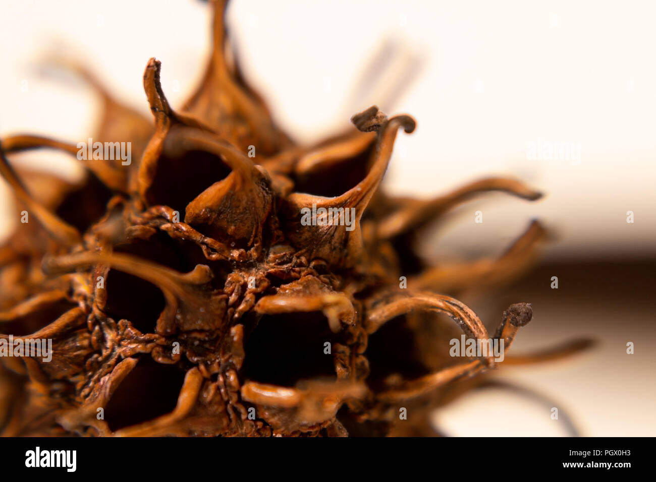 Liquidambar tree seed Stock Photo - Alamy