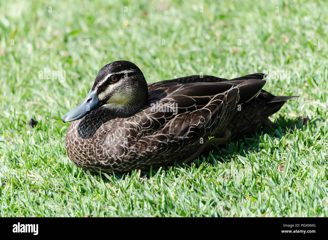 A wild duck soaking in the sun at lake Monger in Perth Western ...