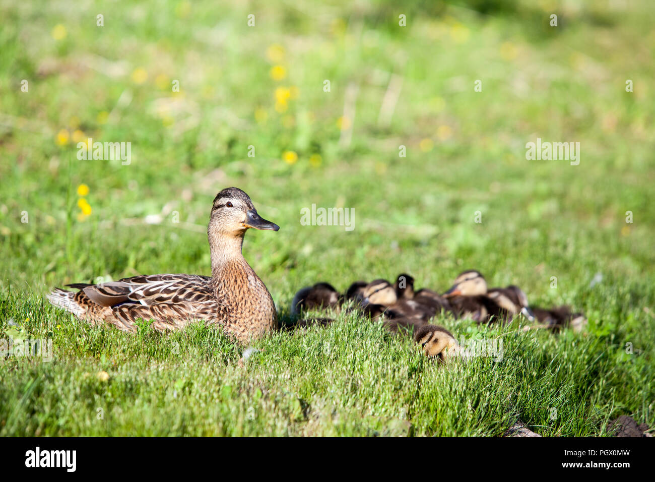 Have Many Ducklings High Resolution Stock Photography and Images - Alamy