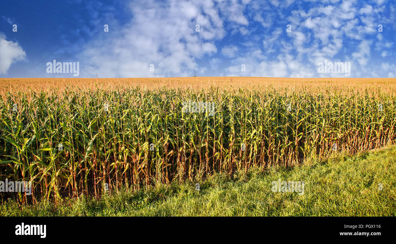 corn field on bright sunny cloudy summer day Stock Photo - Alamy