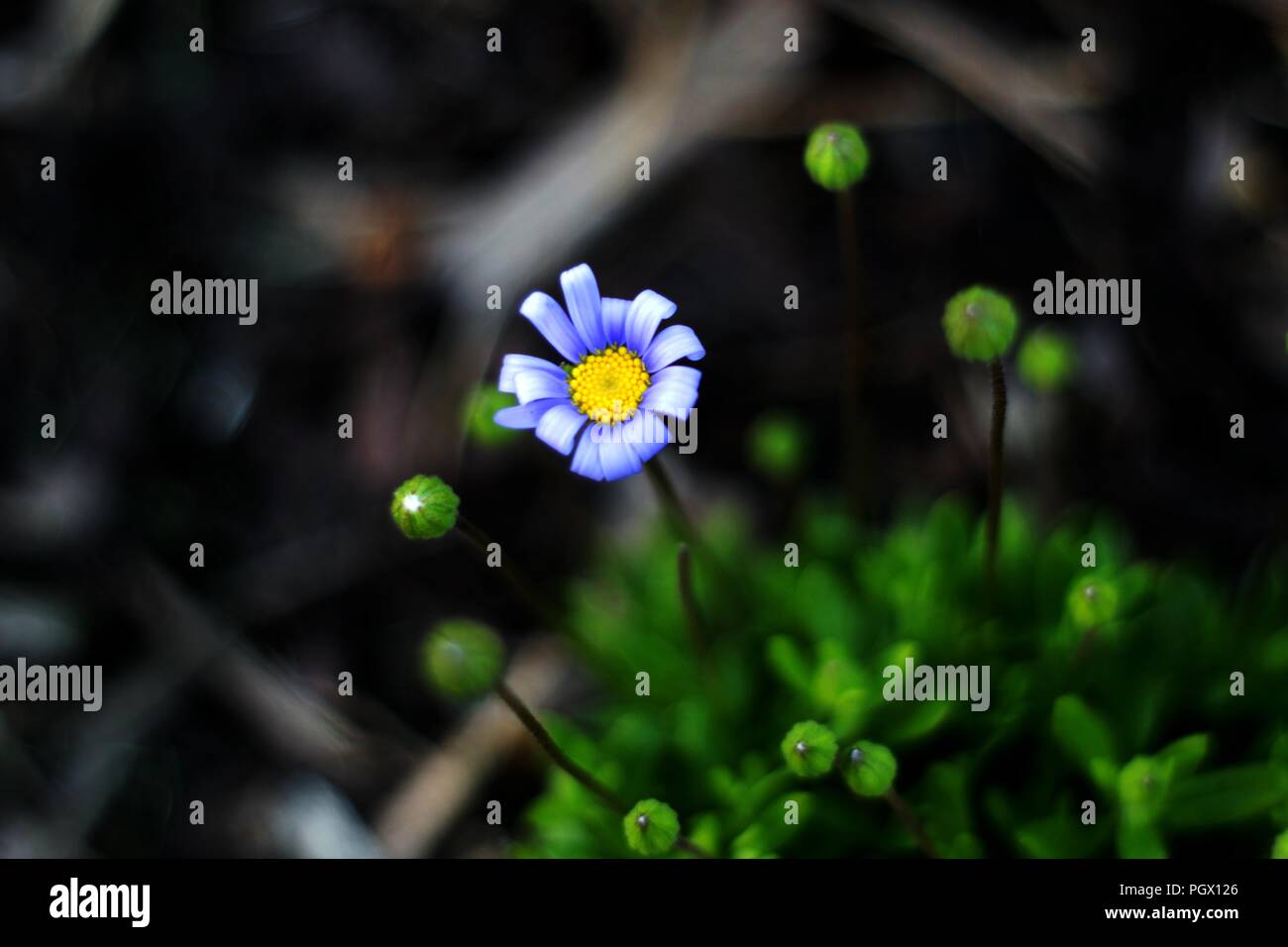 Tiny Blue Flower Stock Photo - Alamy