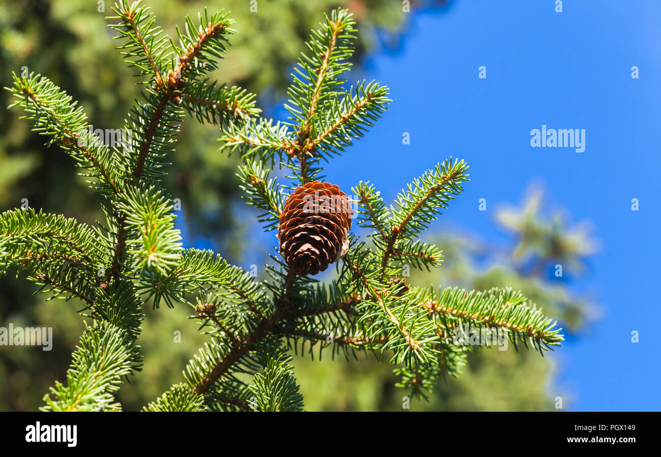 Branch cone hi-res stock photography and images - Alamy