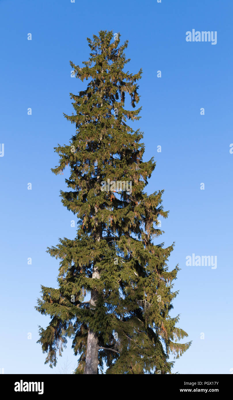 Old tall tree hi-res stock photography and images - Alamy