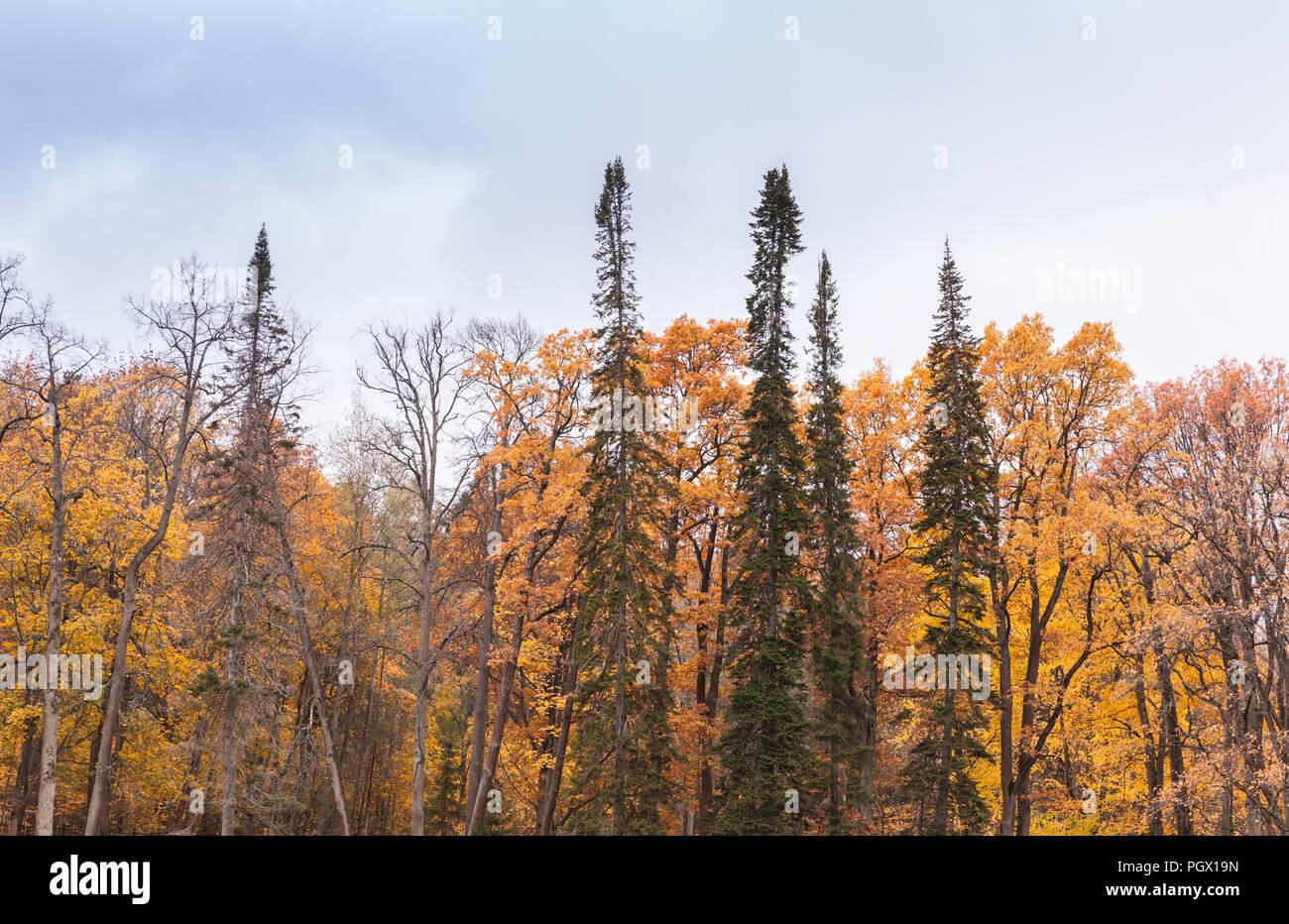 Autumn forest background photo, spruce and maple trees under cloudy sky ...