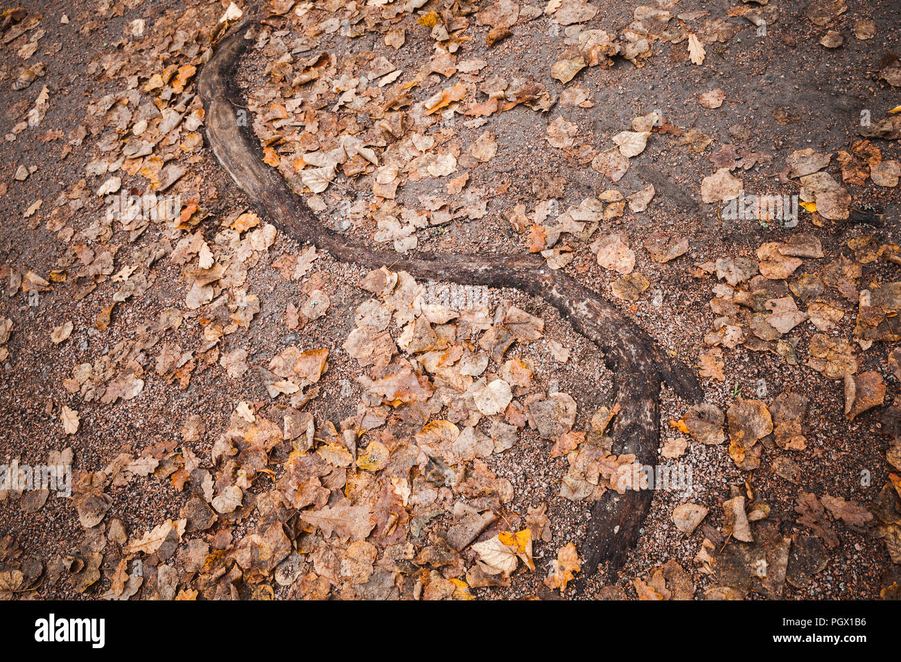 Curved root hi-res stock photography and images - Alamy