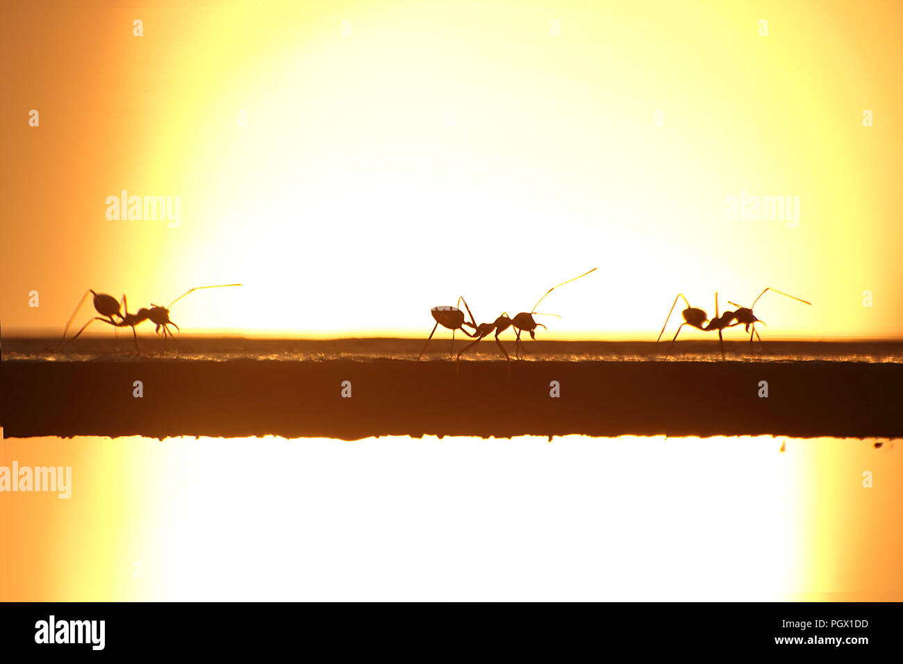 Row of ants hi-res stock photography and images - Alamy