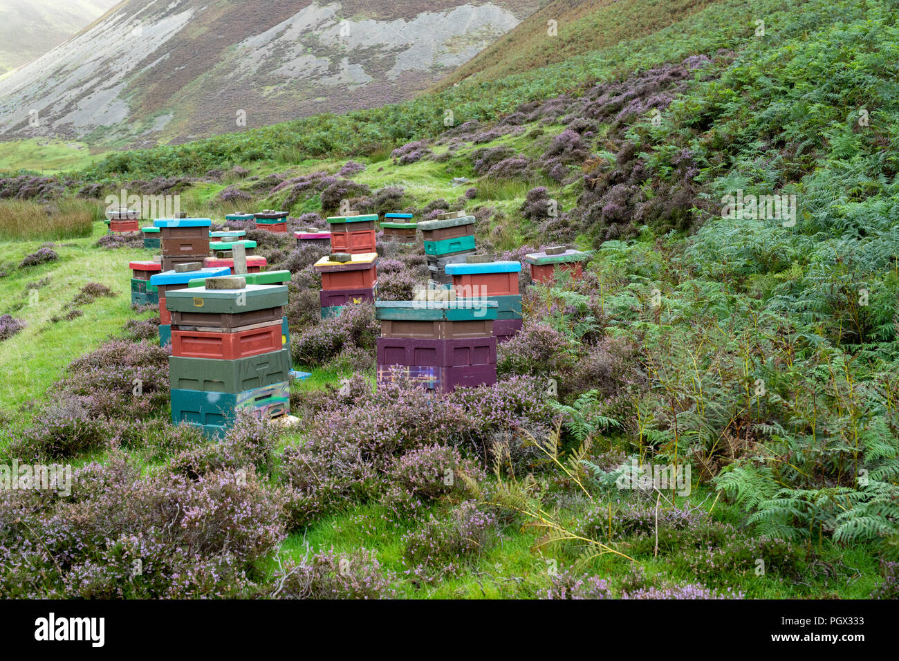 Beehives along the Mennock Pass, in the Lowther Hills, Dumfries and ...